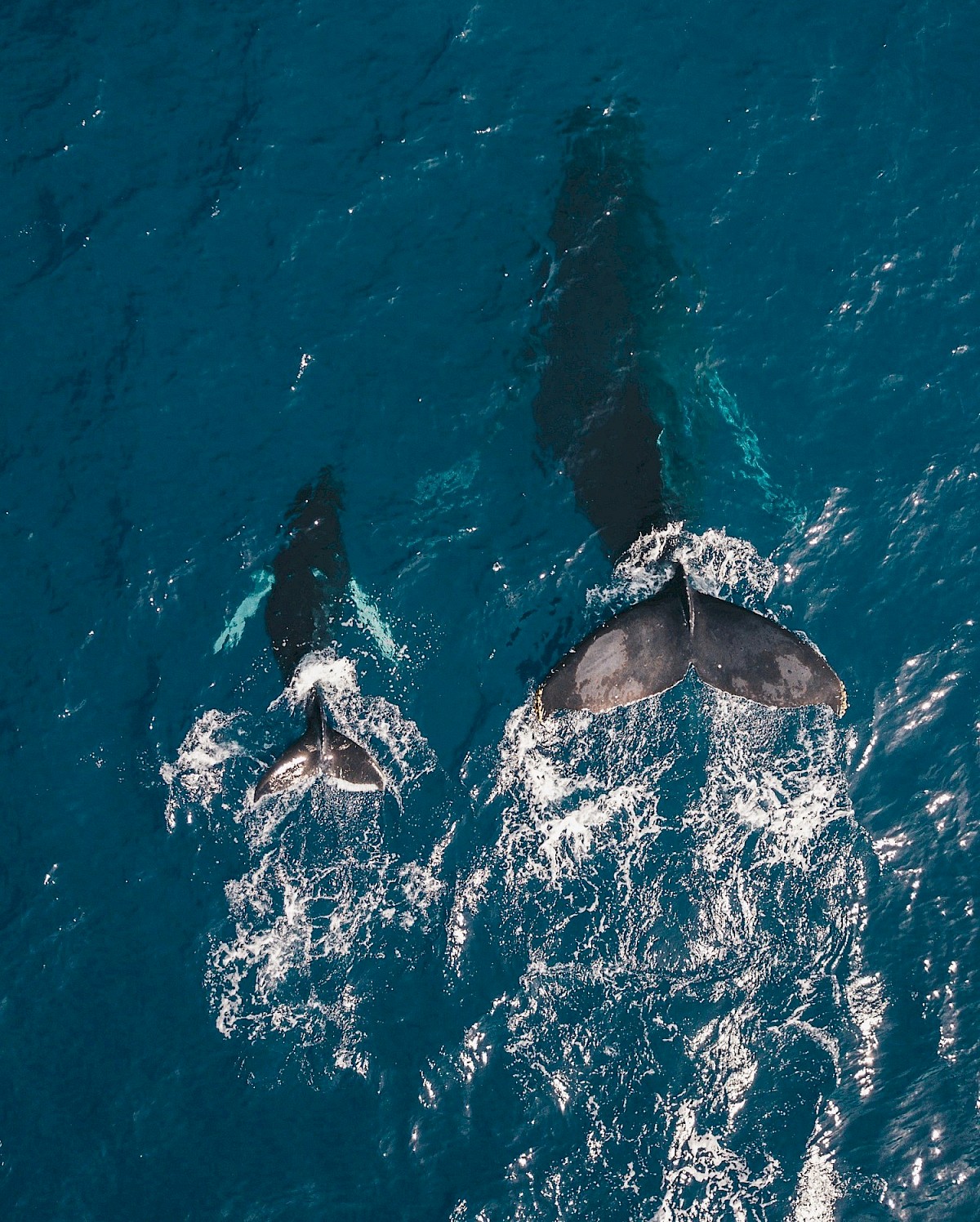 Whale Watching | Chatham Bars Inn